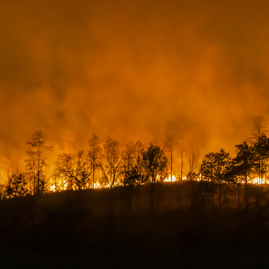 LA Wildfire Relief Fund | Habitat EBSV